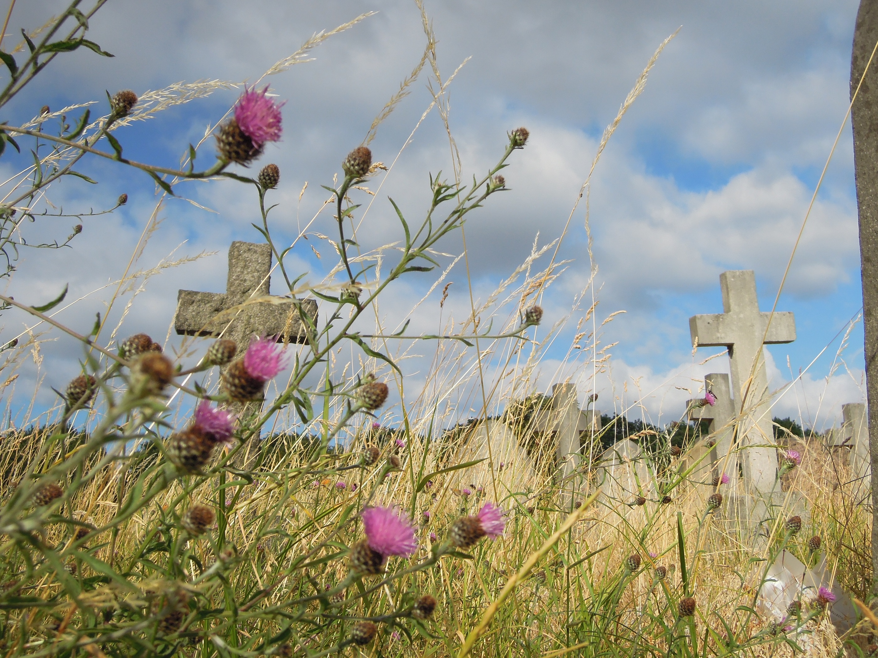 Conservation in Charlton Cemetery: Why the long grass matters – The ...